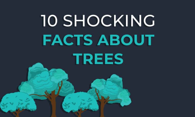top 10 Shocking and interesting facts about trees with graphics