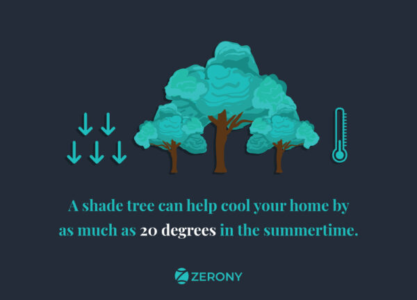 top 10 Shocking and interesting facts about trees with graphics