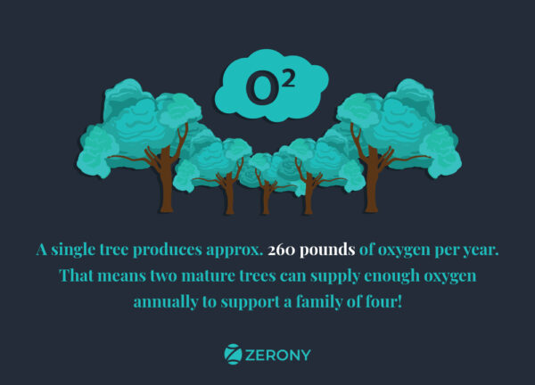 top 10 Shocking and interesting facts about trees with graphics