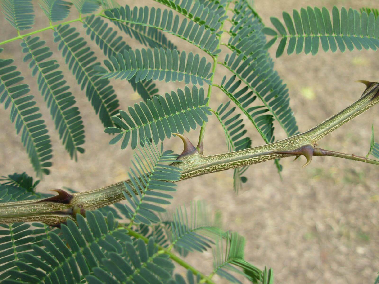 The science of navagraha trees