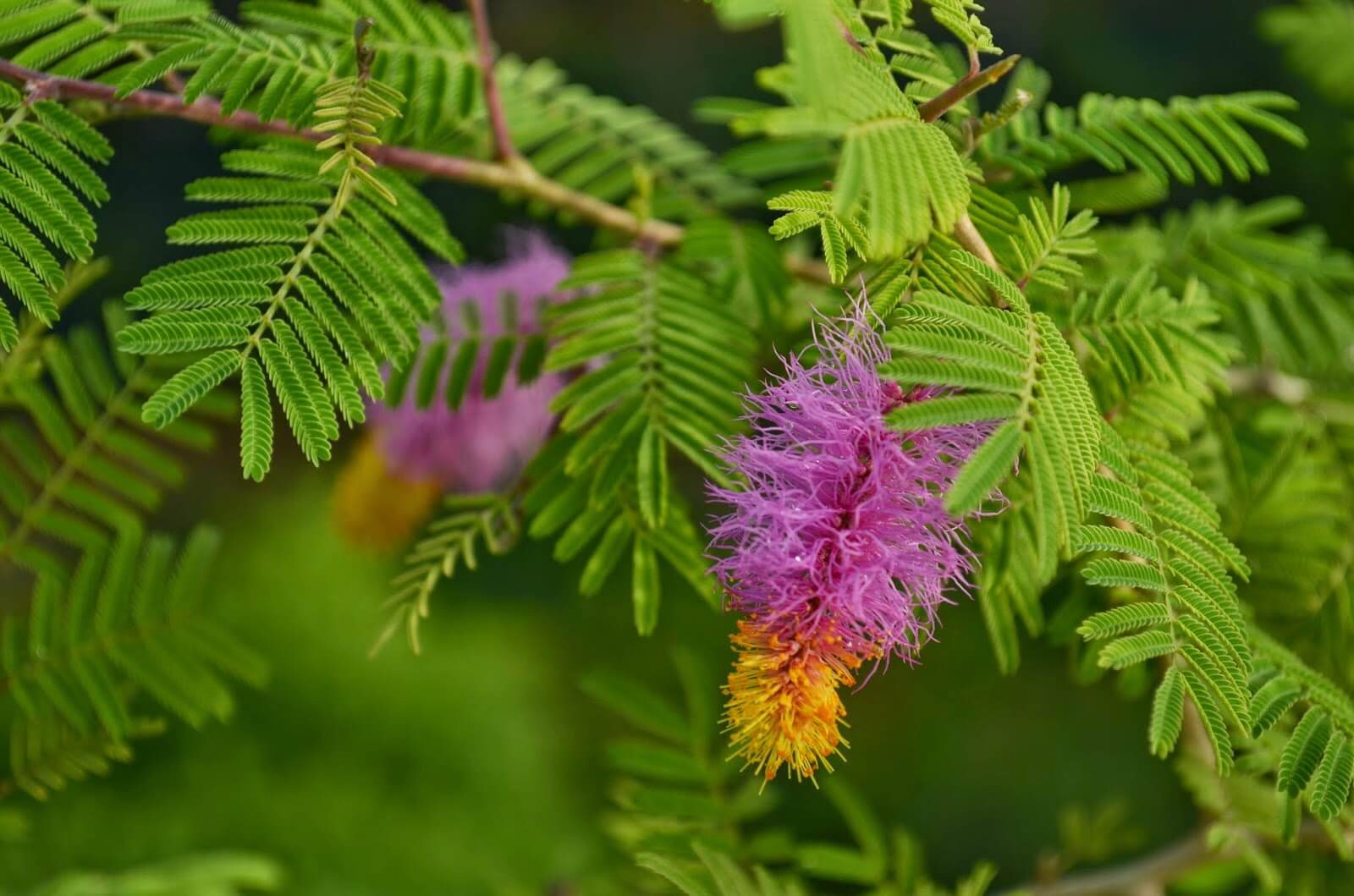 The science of navagraha trees