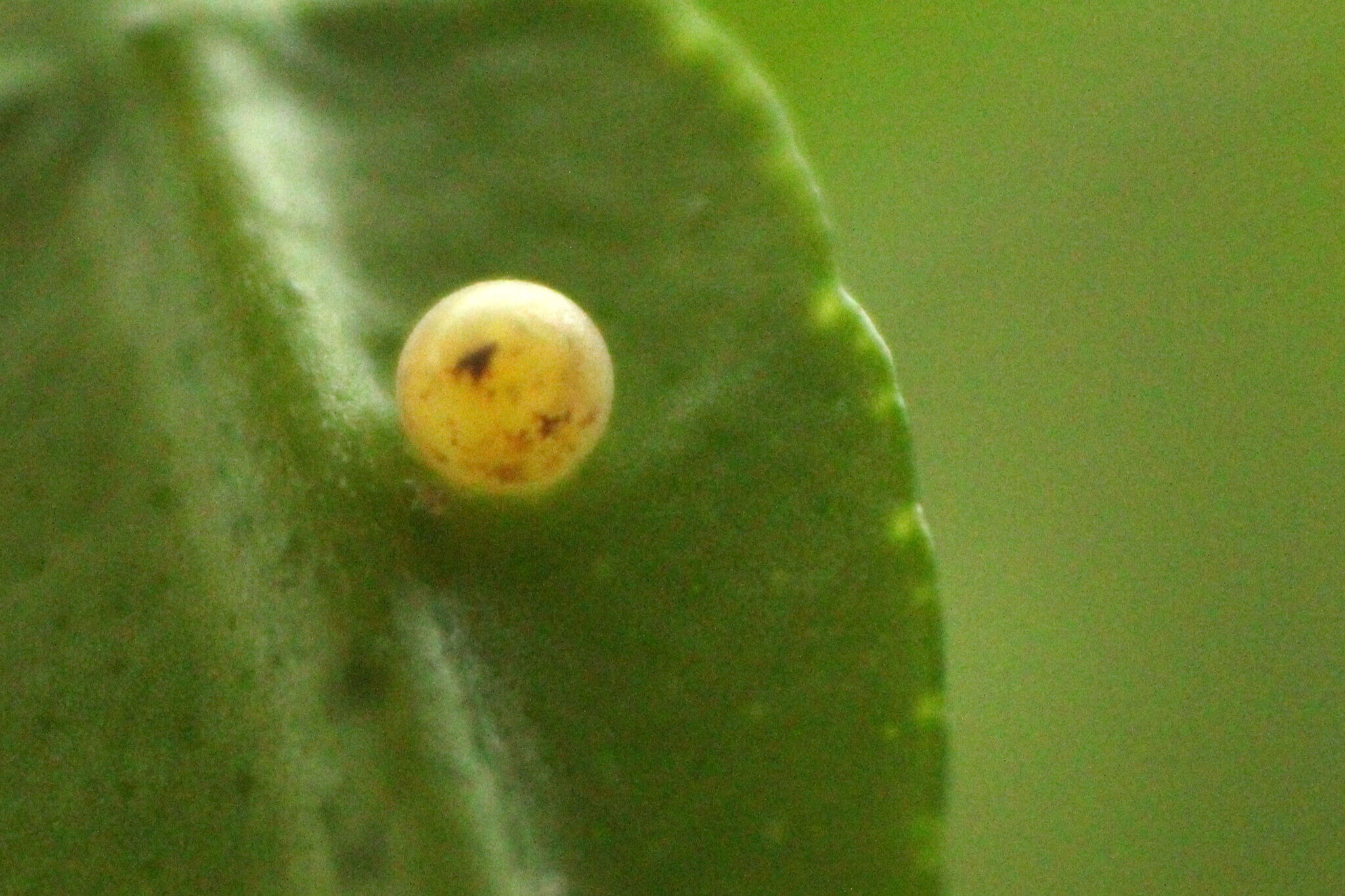 The Butterfly's Path: An Inside Look At Its Life Cycle