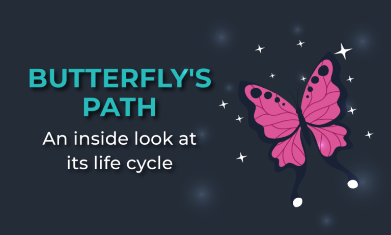 The Butterfly's Path: An Inside Look At Its Life Cycle