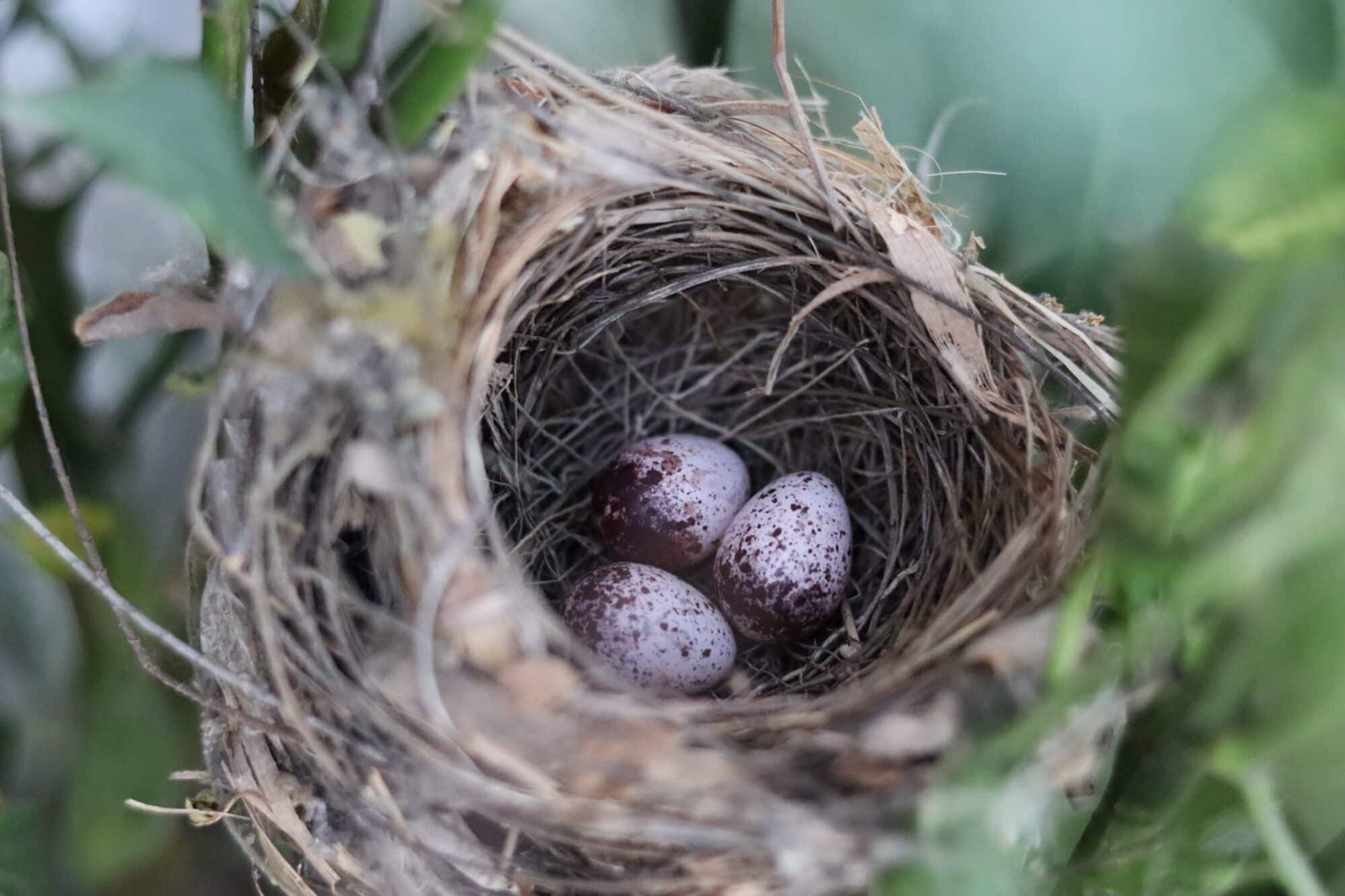 Exploring the Fascinating World of Nests