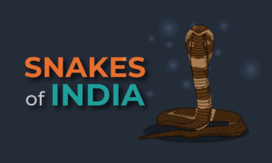 Snakes of India