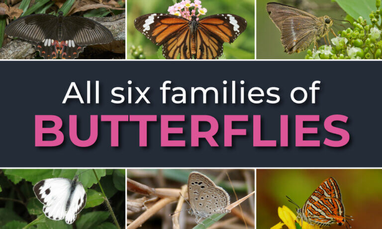 Families of Butterflies