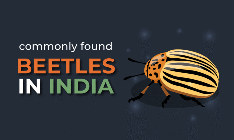 Beetles in India